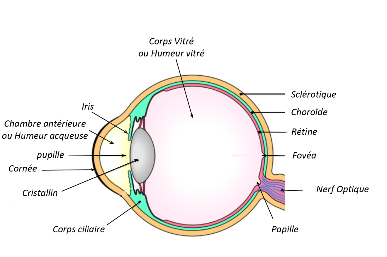 Anatomie de l'oeil humain – GMIO