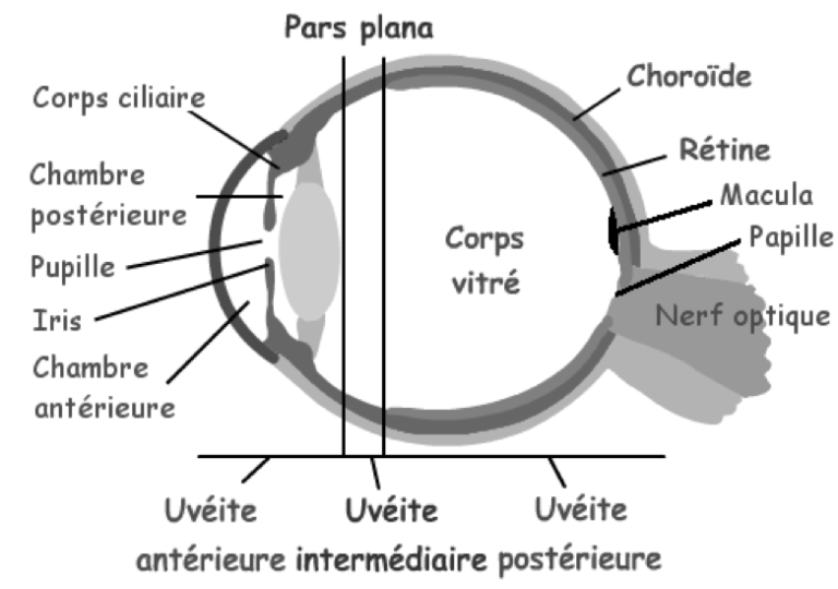 L'uvéite chez l'Homme – GMIO
